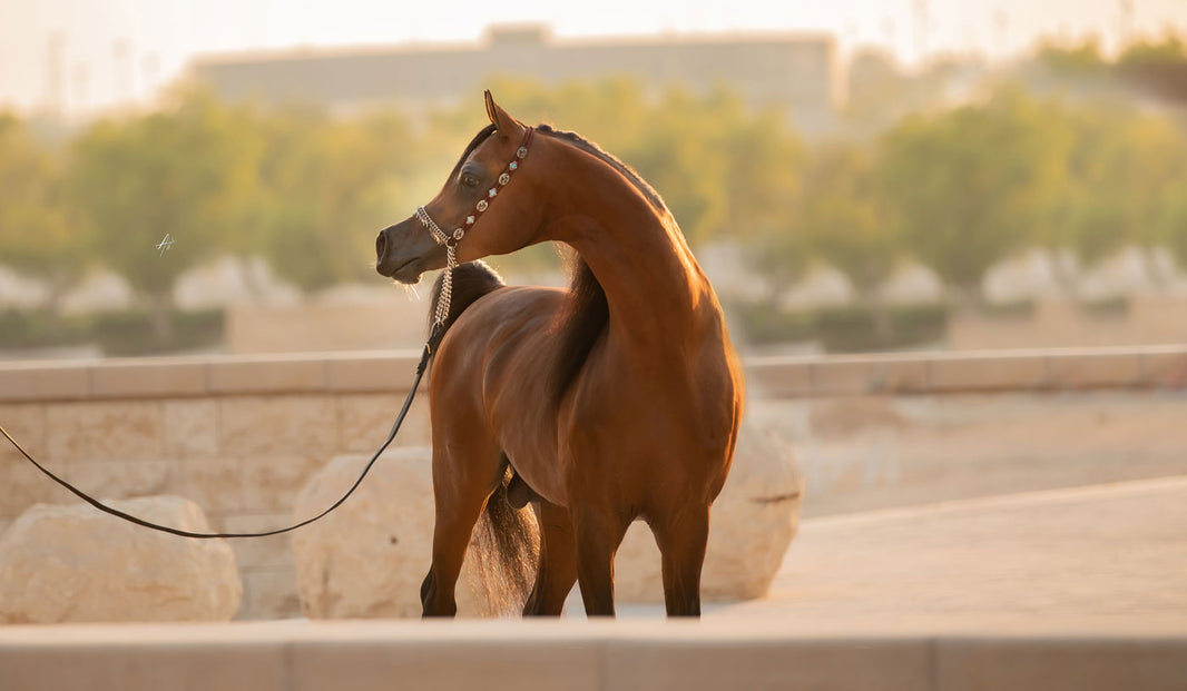 Al Shaqab Stallions – Royal Arabians