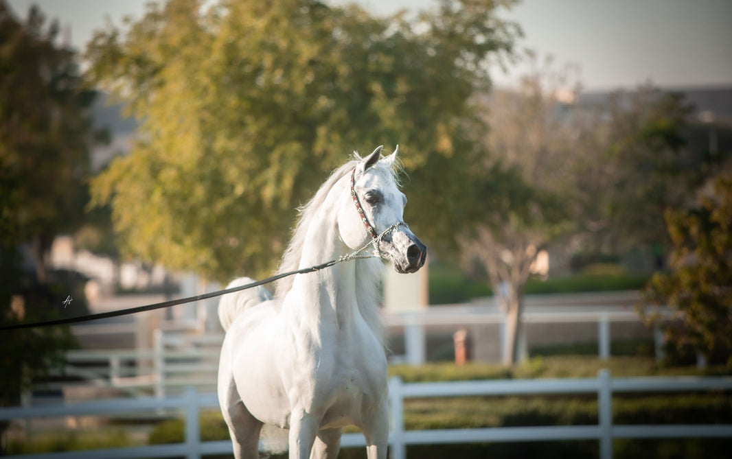 Al Shaqab Stallions – Royal Arabians
